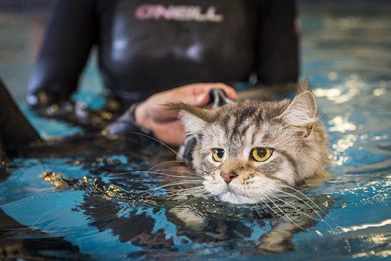 Hydrotherapy service - Fitzpatrick Referrals