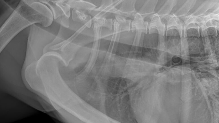 Neurology service - Fitzpatrick Referrals