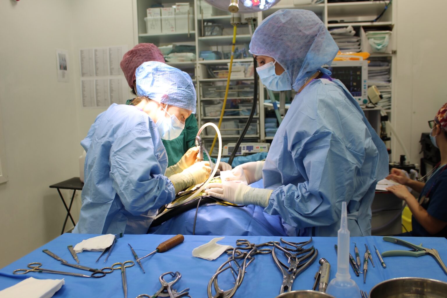 Neurology service - Fitzpatrick Referrals