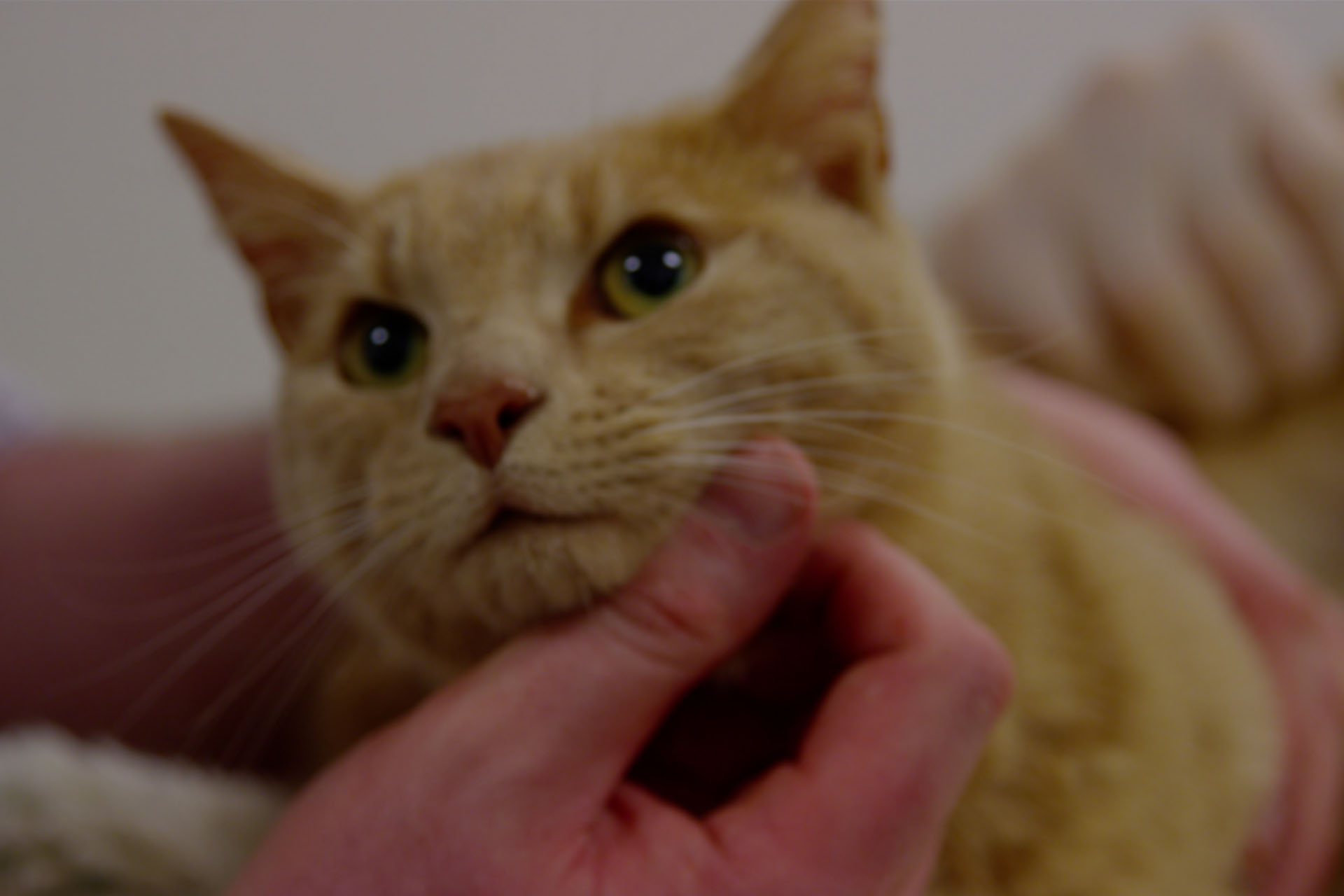 Tiger's story - Fitzpatrick Referrals