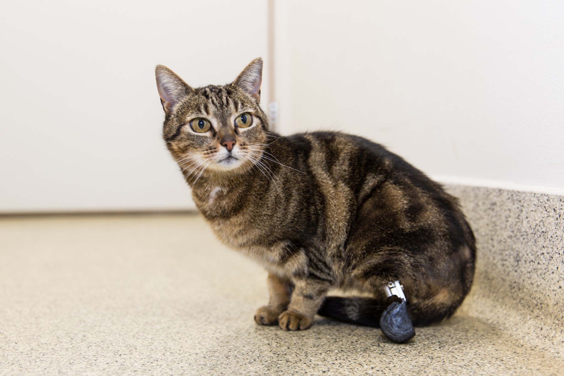 Pixie - the PerFiTS wonder cat! - Fitzpatrick Referrals