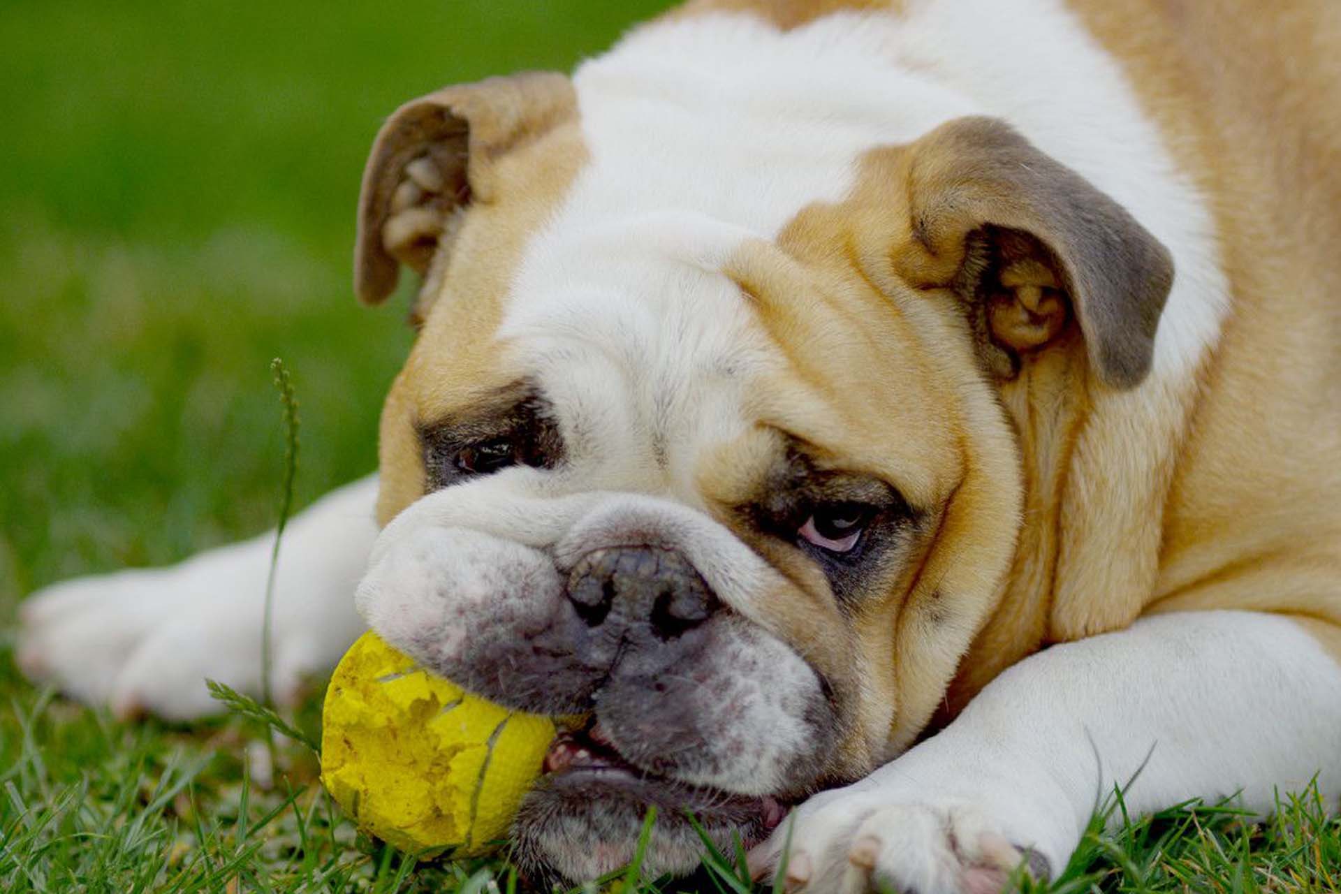 Lois' TPLO surgery - Fitzpatrick Referrals