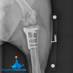 Lois' TPLO surgery - Fitzpatrick Referrals