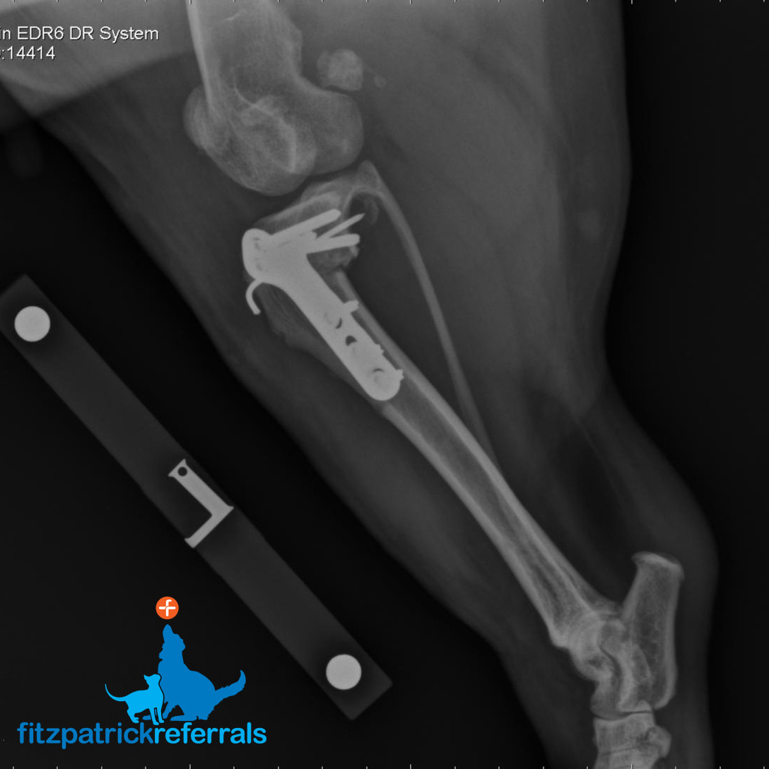 Lois' TPLO surgery - Fitzpatrick Referrals