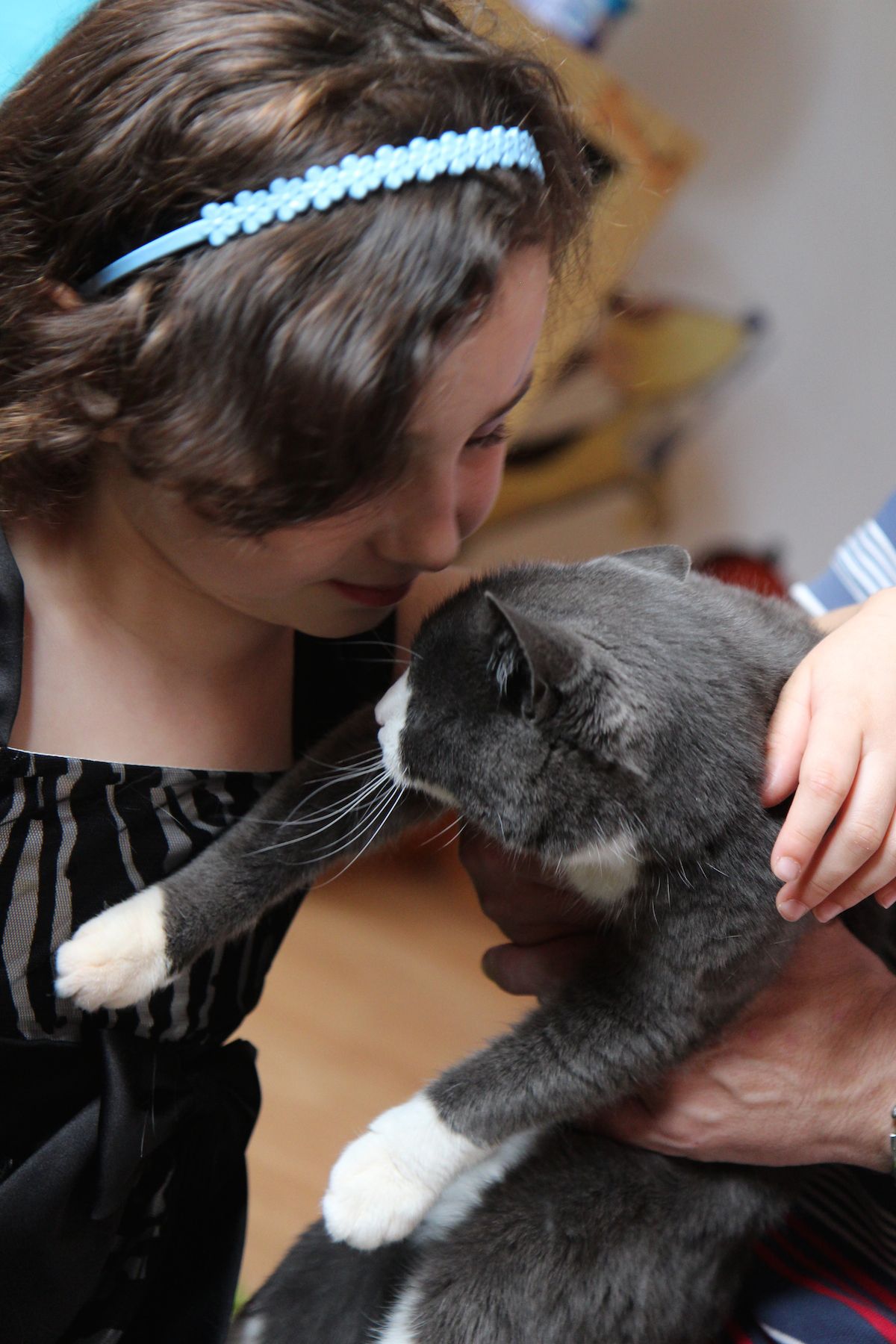Cat blood bank - Fitzpatrick Referrals