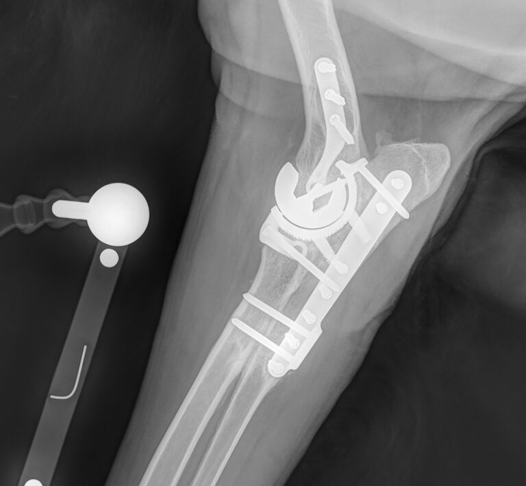 Orthopaedic service - Fitzpatrick Referrals