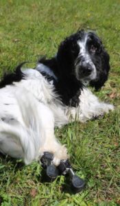 Cookie's double limb amputation prostheses and total hip replacement ...