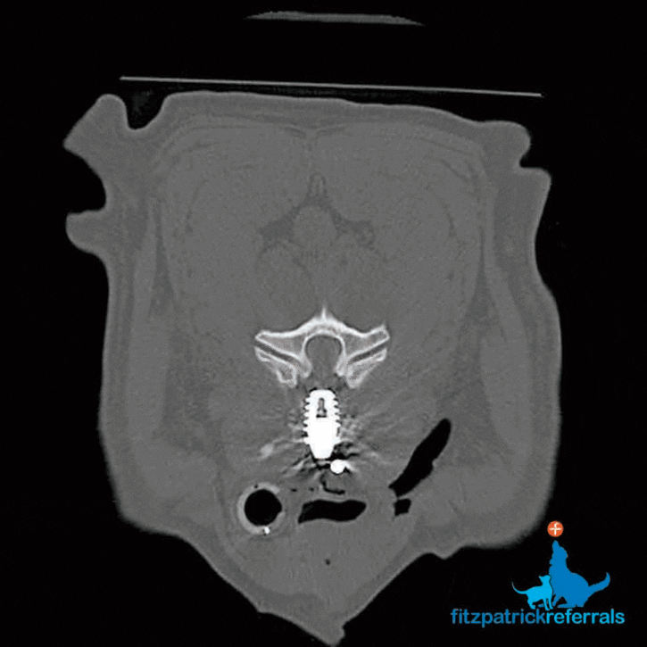 Lulu's spinal surgery - Fitzpatrick Referrals