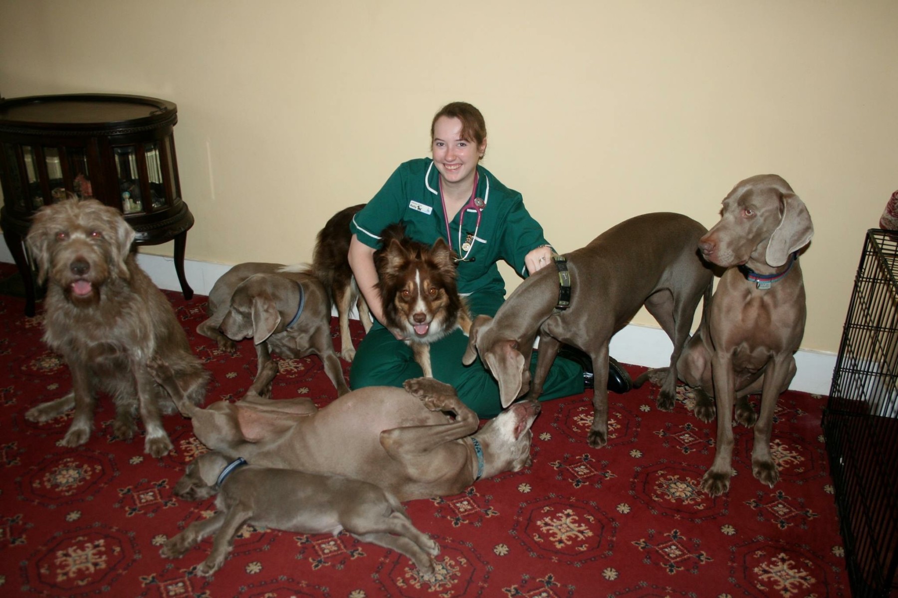 How I got into Veterinary Nursing - Kelly Ripley - Fitzpatrick Referrals