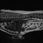 Intervertebral Disc Disease (IVDD) - Fitzpatrick Referrals