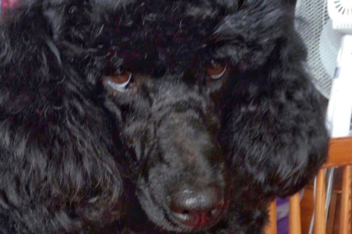 Dr Sarah Girling - Fitzpatrick Referrals