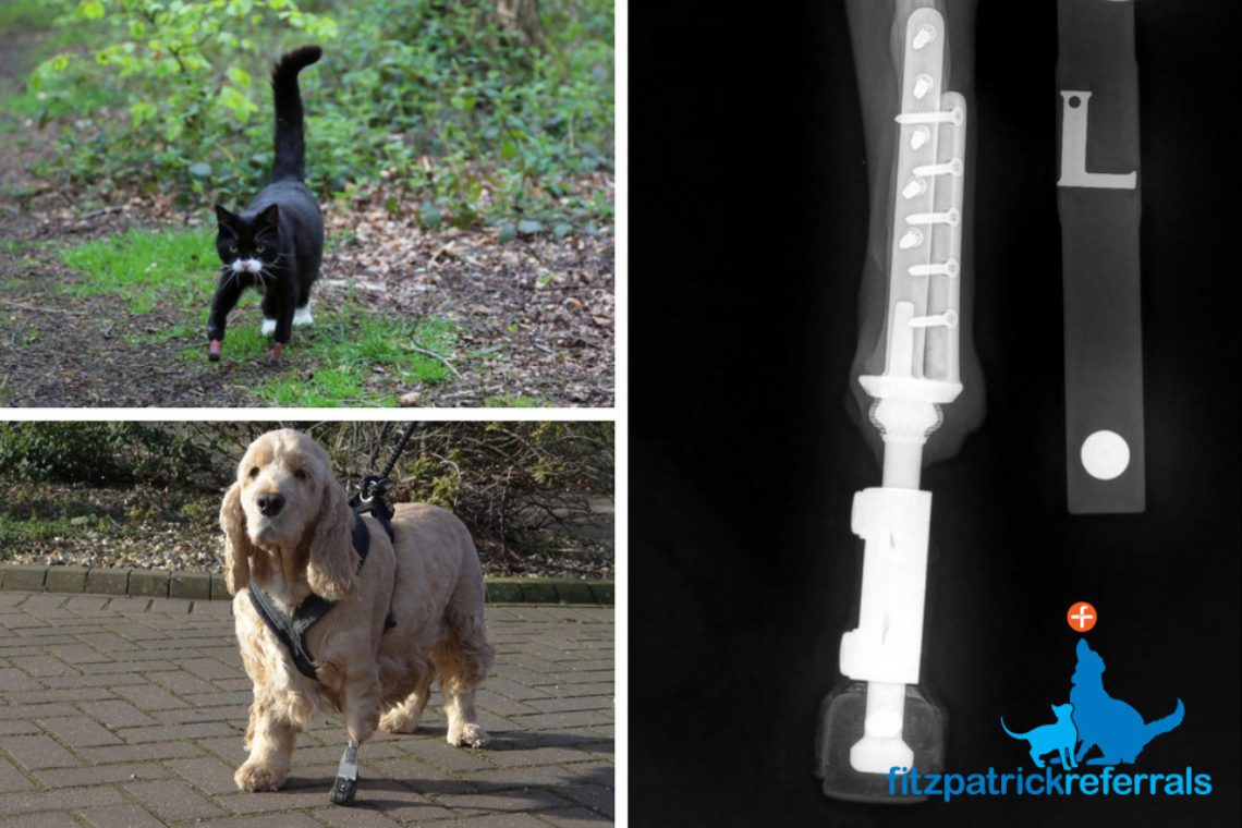Canine osteosarcoma - Fitzpatrick Referrals