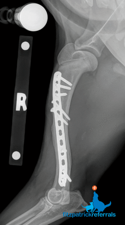 Rudi's spiral fracture repair - Fitzpatrick Referrals
