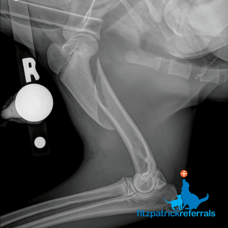 Rudi's spiral fracture repair - Fitzpatrick Referrals