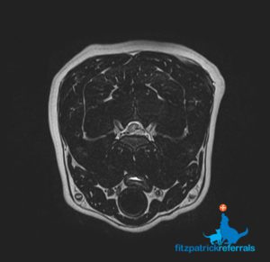 Rocky’s intervertebral disc disease (IVDD) - Fitzpatrick Referrals