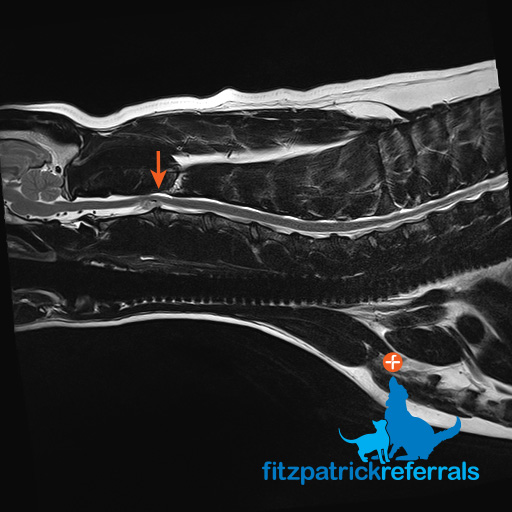 Rocky’s intervertebral disc disease (IVDD) - Fitzpatrick Referrals