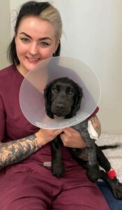 World-Class Veterinary Specialists for Small Animals - Fitzpatrick ...