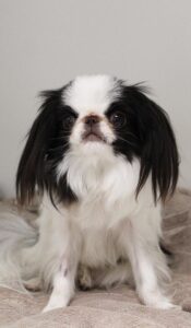 Neurology service - Fitzpatrick Referrals