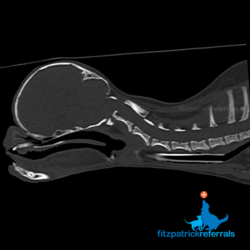 Gizmo's atlanto-axial subluxation - Fitzpatrick Referrals