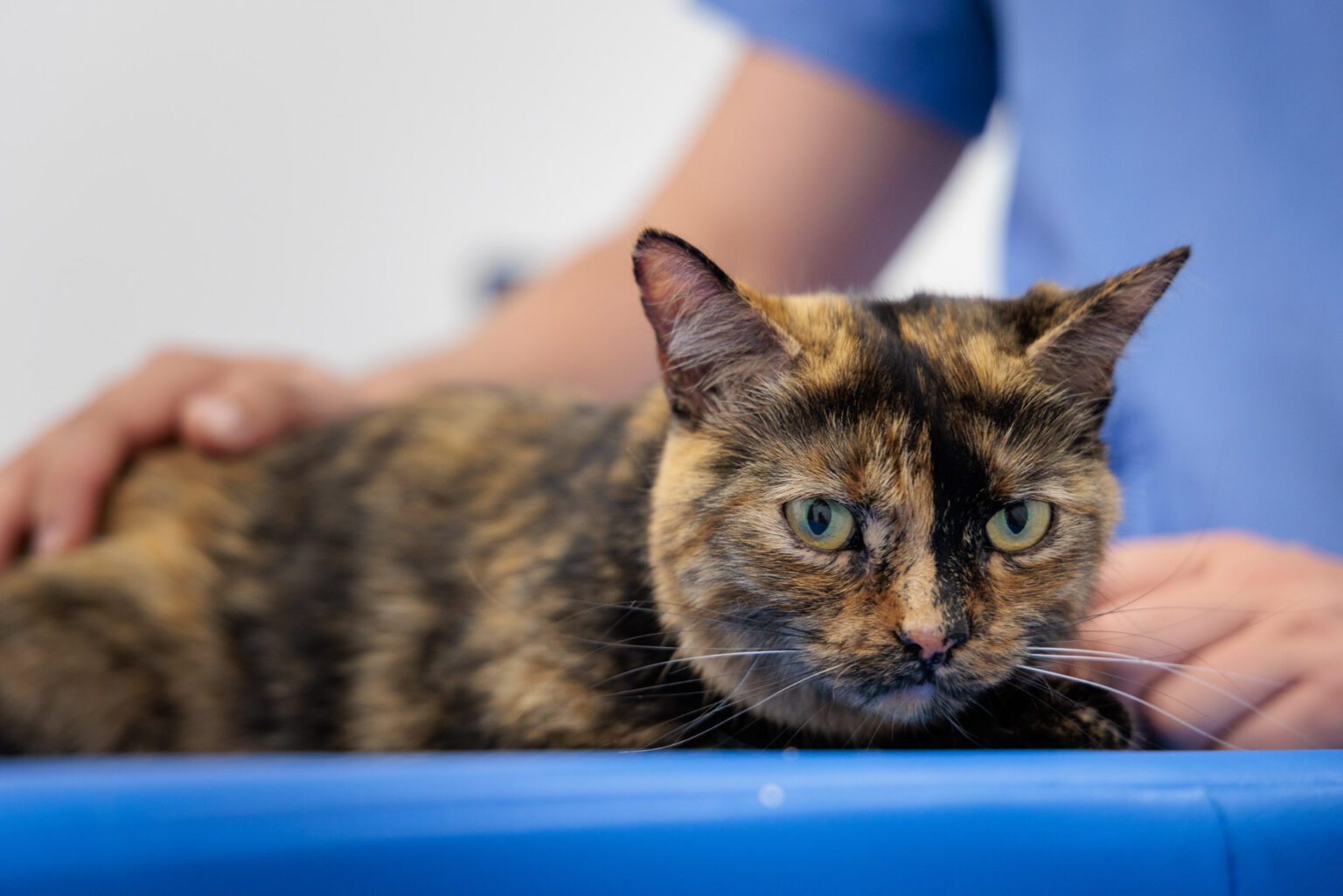 Pet owners - Fitzpatrick Referrals
