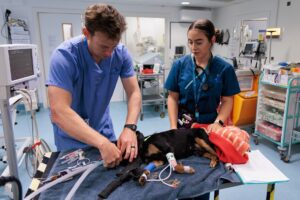 About us - Fitzpatrick Referrals