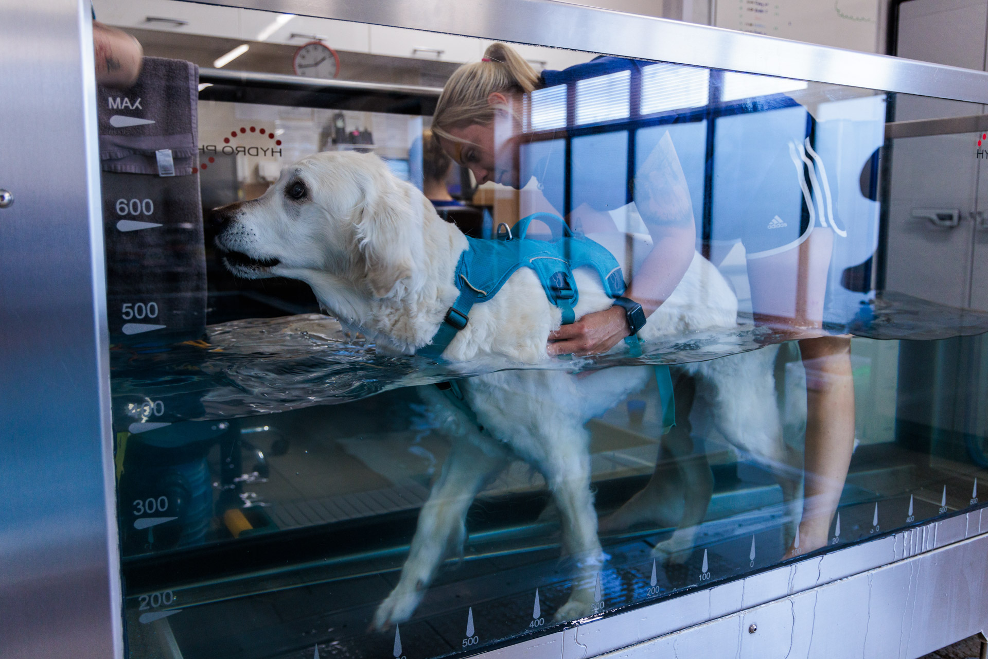 Veterinary professionals - Fitzpatrick Referrals