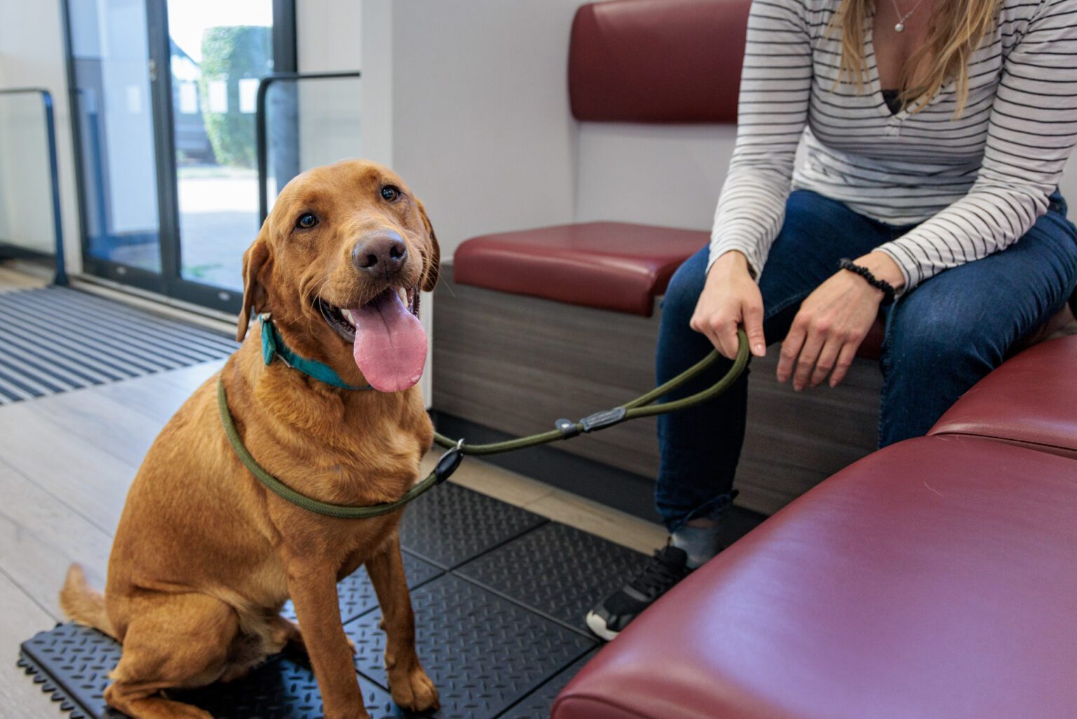 Pet owners - Fitzpatrick Referrals