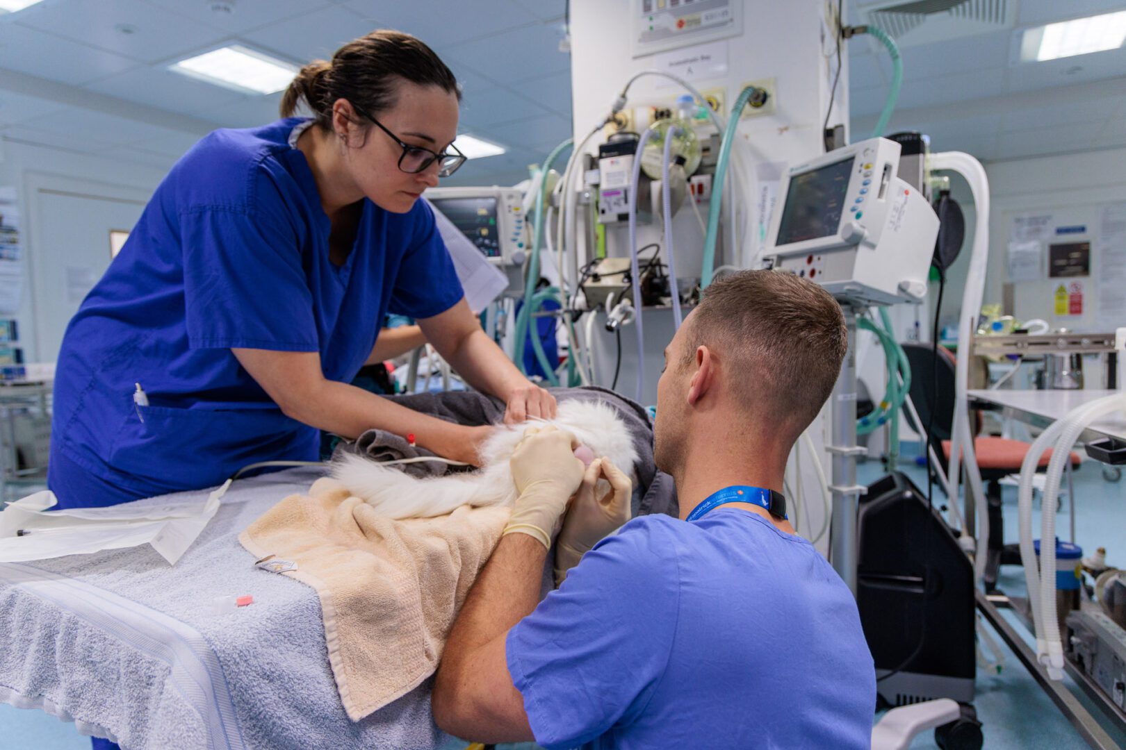 Veterinary professionals - Fitzpatrick Referrals