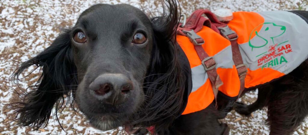 World-Class Veterinary Specialists for Small Animals - Fitzpatrick ...