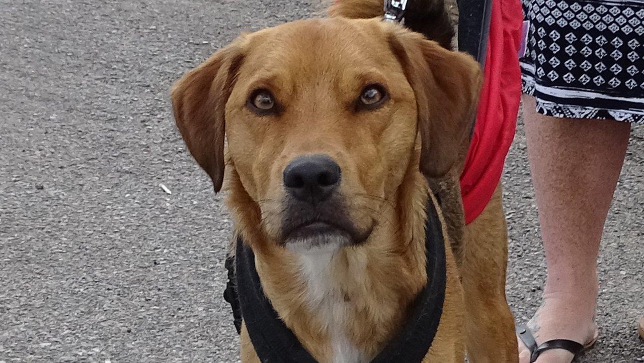 Gylly's total shoulder replacement - Fitzpatrick Referrals