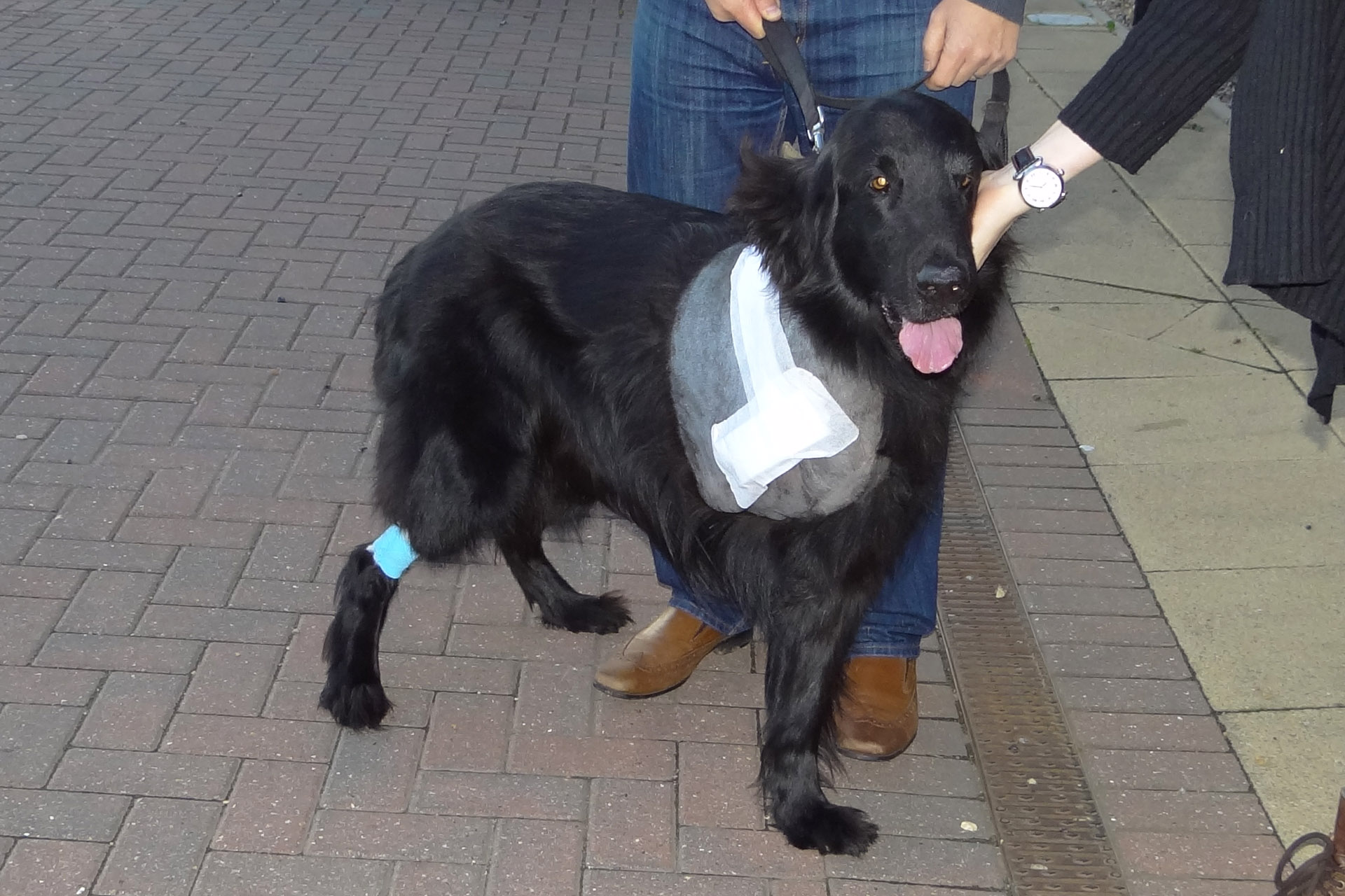 Canine osteosarcoma - Fitzpatrick Referrals