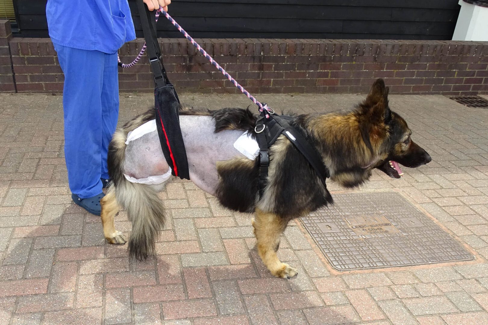 Canine osteosarcoma - Fitzpatrick Referrals