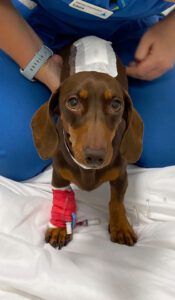 Feline orofacial pain syndrome (FOPS) - Fitzpatrick Referrals