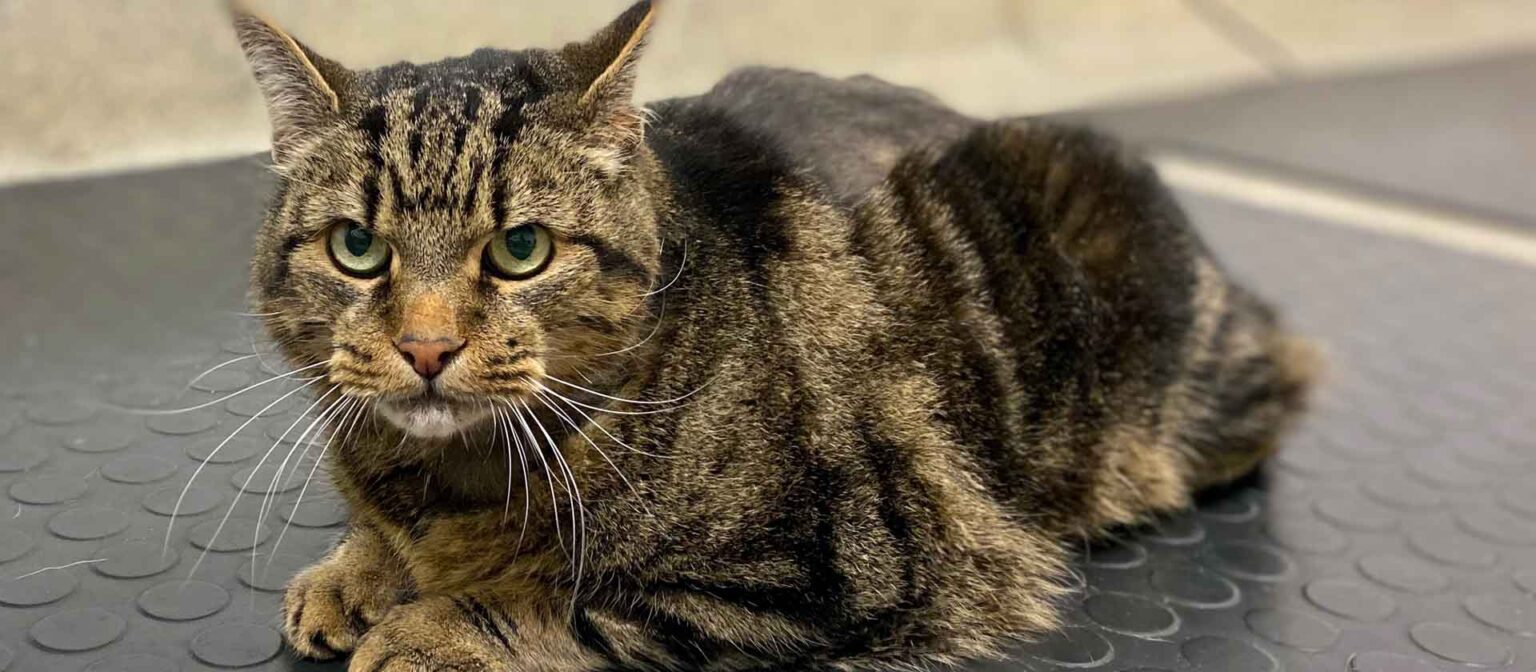 Neurology service - Fitzpatrick Referrals