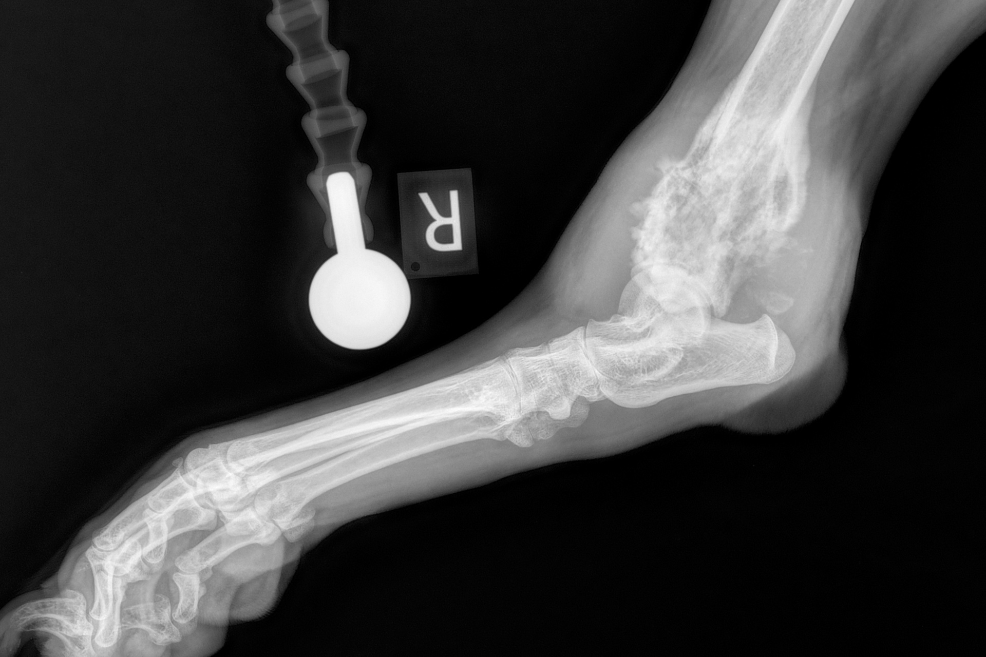 Canine Osteosarcoma - Fitzpatrick Referrals