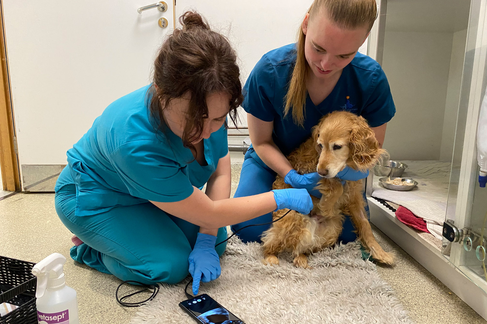 Q & A with Rotational RVN Emily - 13 August 2024 - Fitzpatrick Referrals