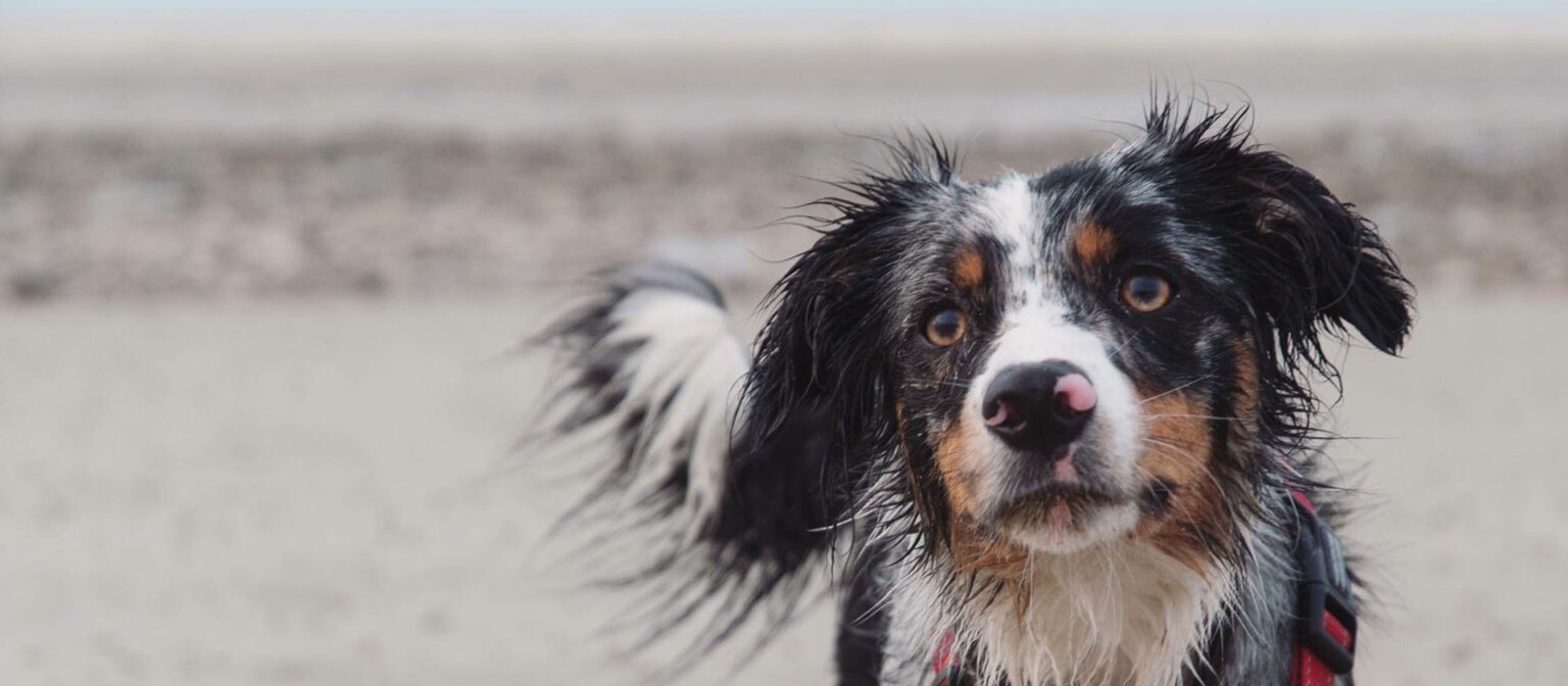 About us - Fitzpatrick Referrals