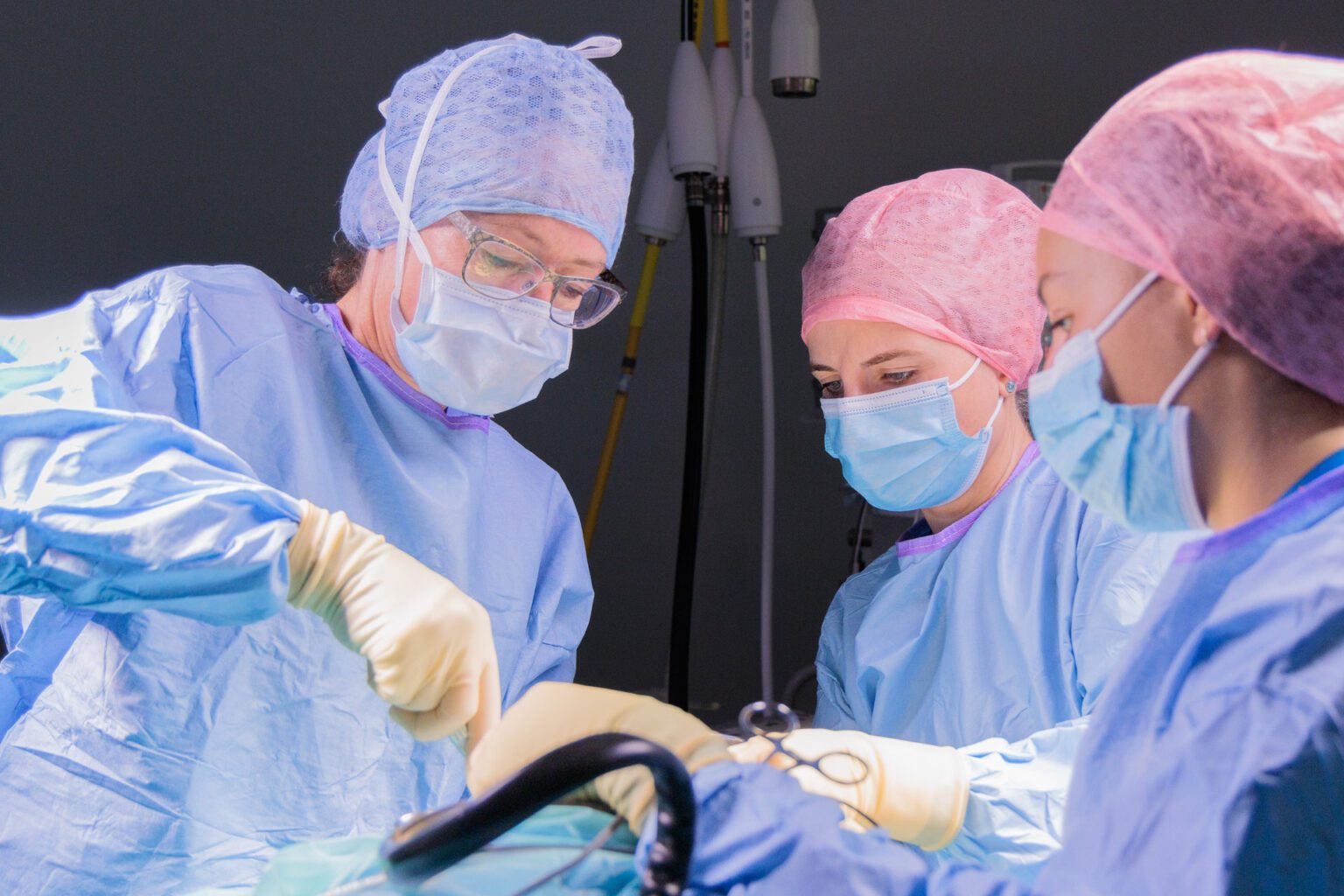 World-Class Veterinary Specialists for Small Animals - Fitzpatrick ...