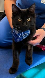 Hock osteochondritis dissecans (OCD) - Fitzpatrick Referrals