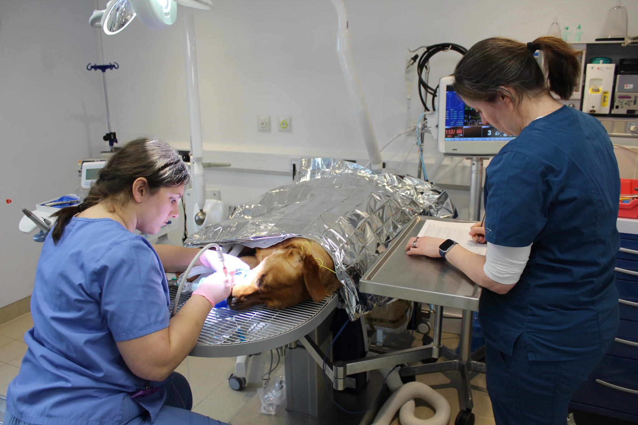 World-Class Veterinary Specialists for Small Animals - Fitzpatrick ...