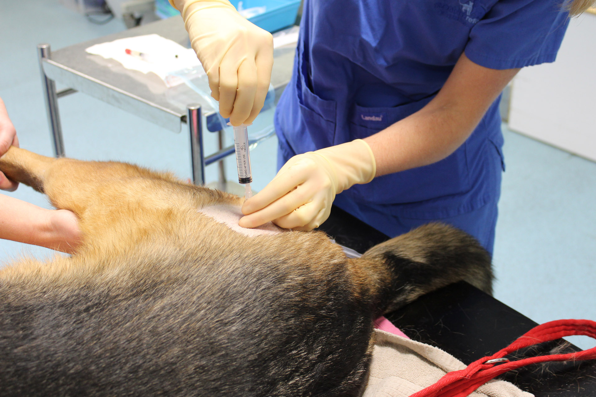 Stem cell therapy - Fitzpatrick Referrals