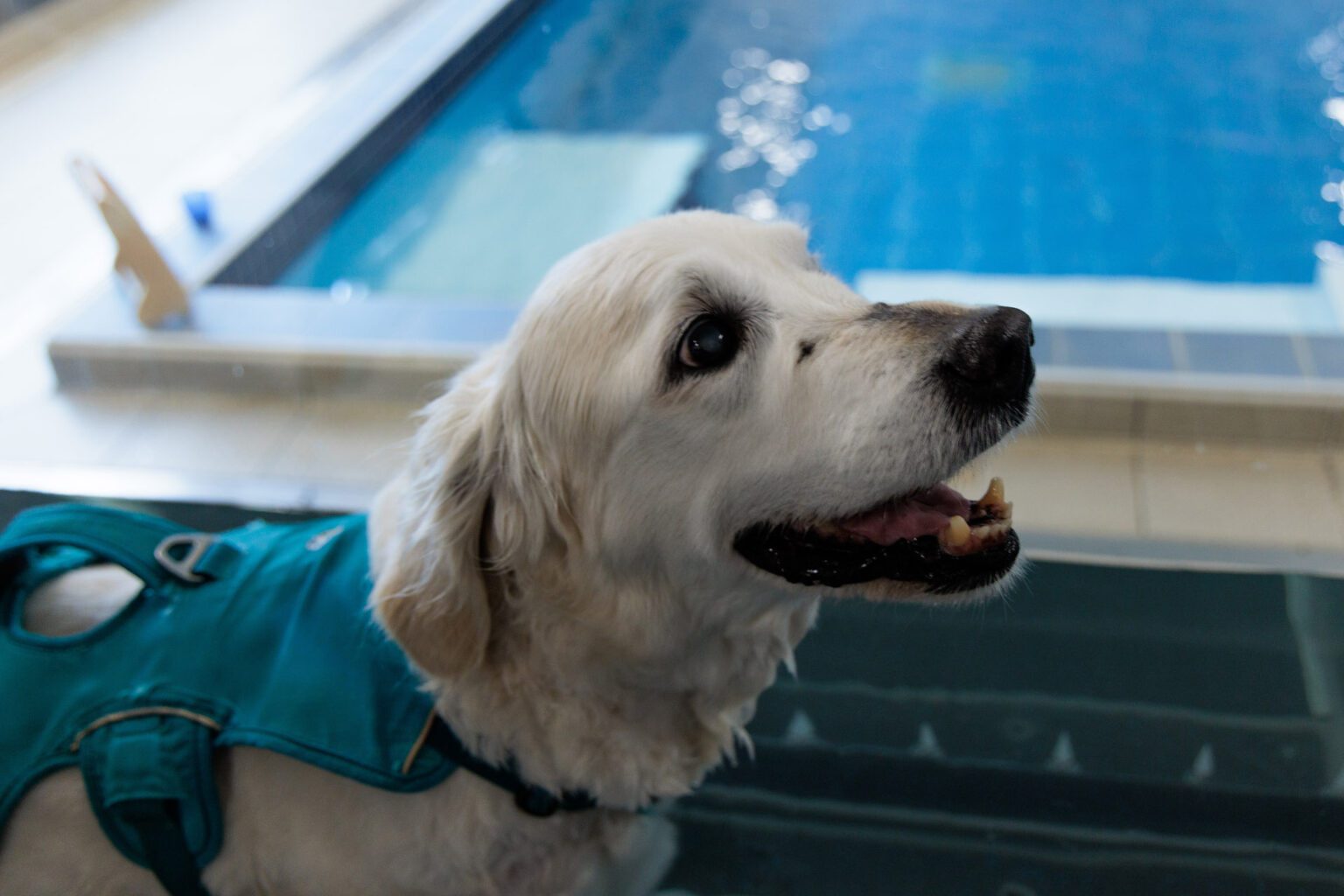 Holly's hydrotherapy rehabilitation after spinal surgery - Fitzpatrick ...