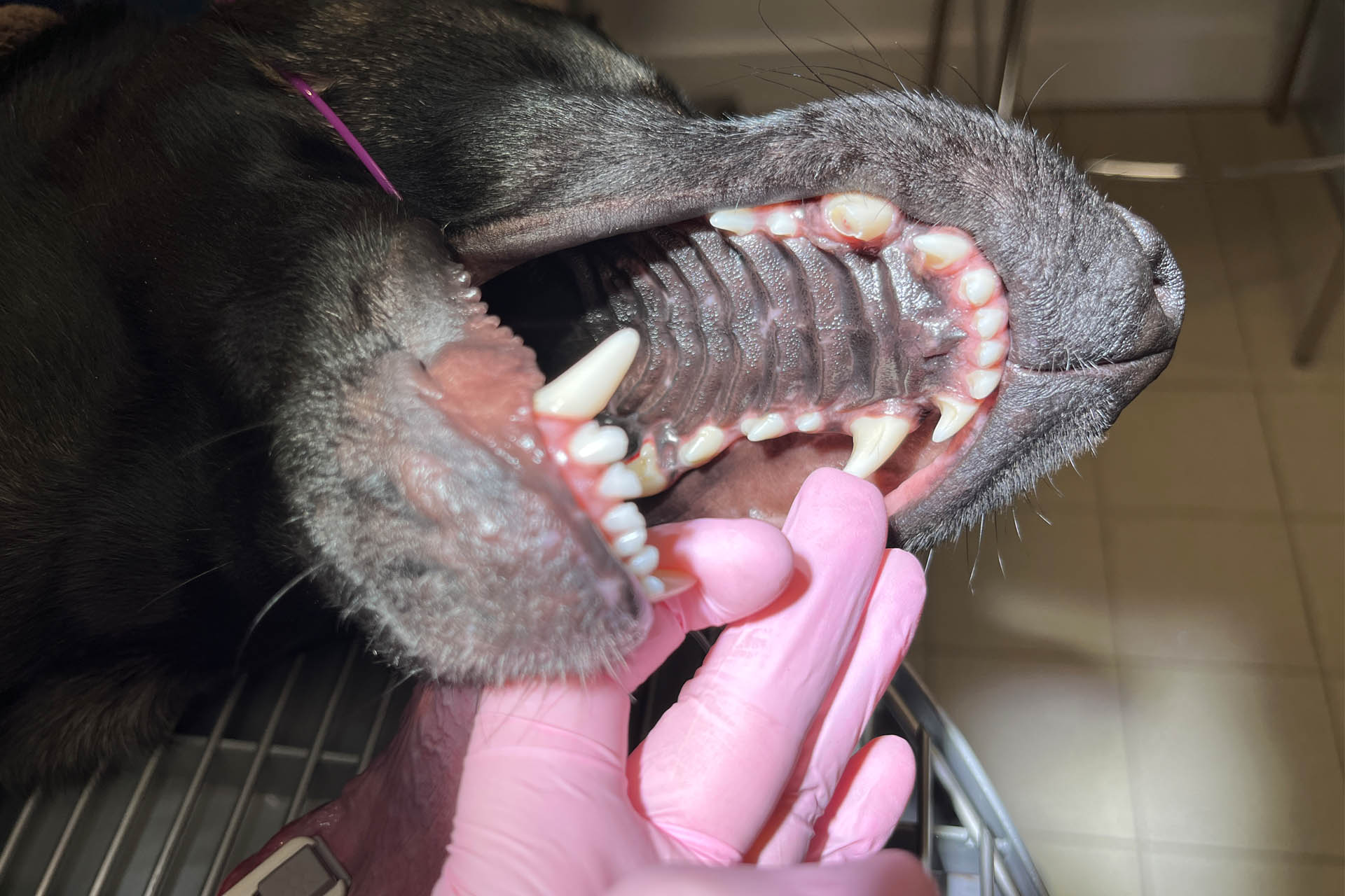 Shadow's fractured canine tooth - Fitzpatrick Referrals