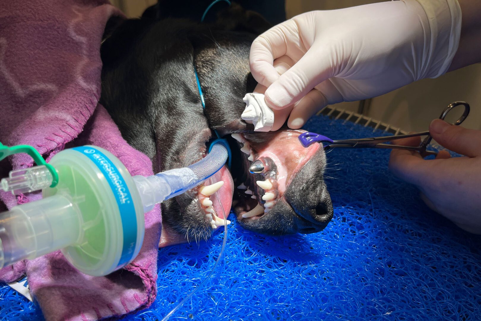 Shadow's fractured canine tooth - Fitzpatrick Referrals