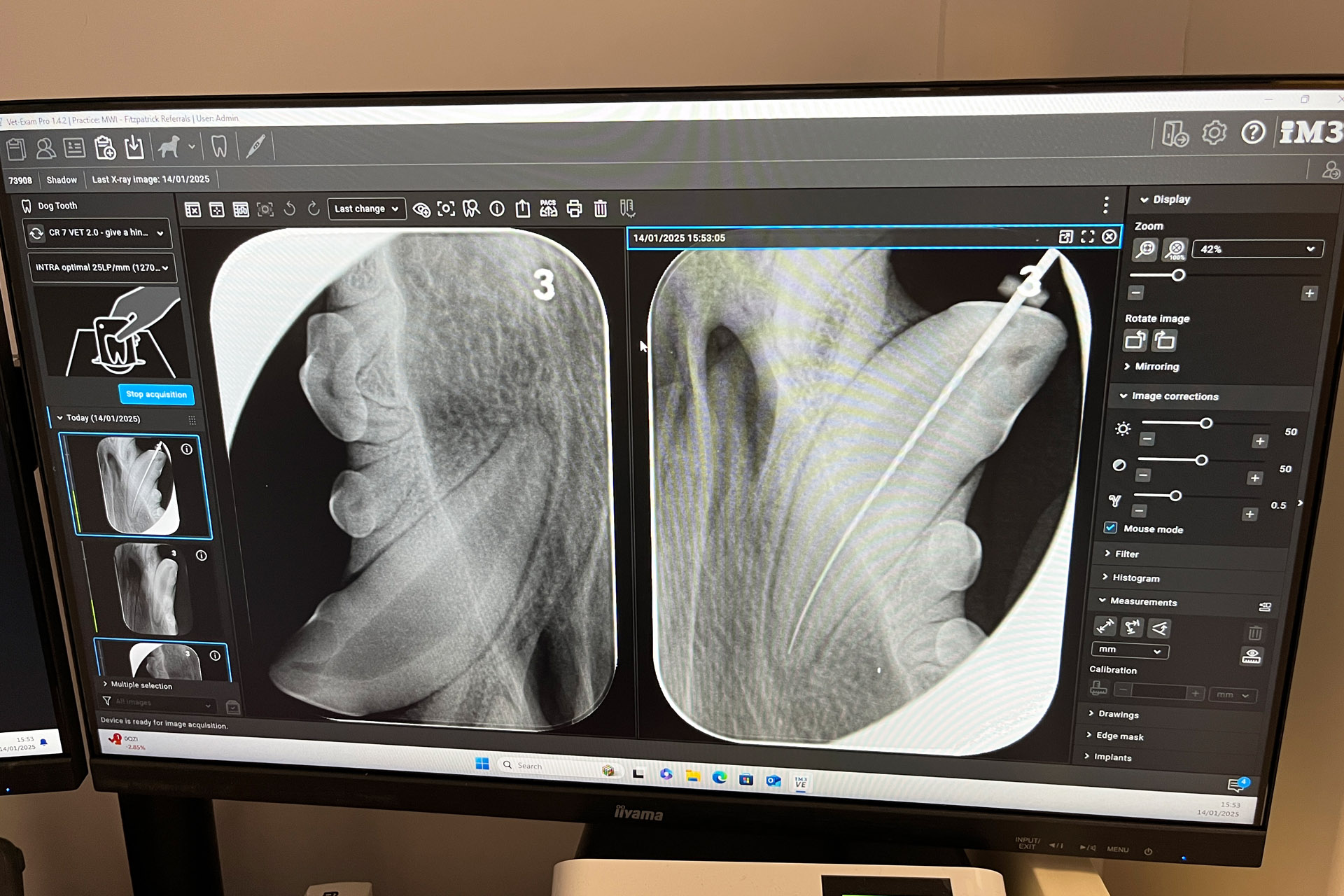 Shadow's fractured canine tooth - Fitzpatrick Referrals