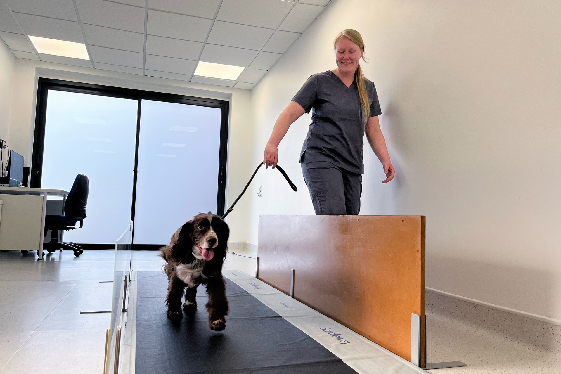 Stem cell therapy - Fitzpatrick Referrals