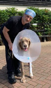 Elbow Ununited Anconeal Process (UAP) - Fitzpatrick Referrals