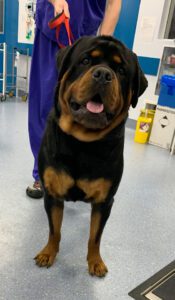 Hock osteochondritis dissecans (OCD) - Fitzpatrick Referrals