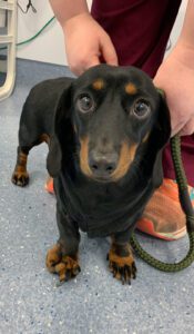 Angular limb deformity - Fitzpatrick Referrals