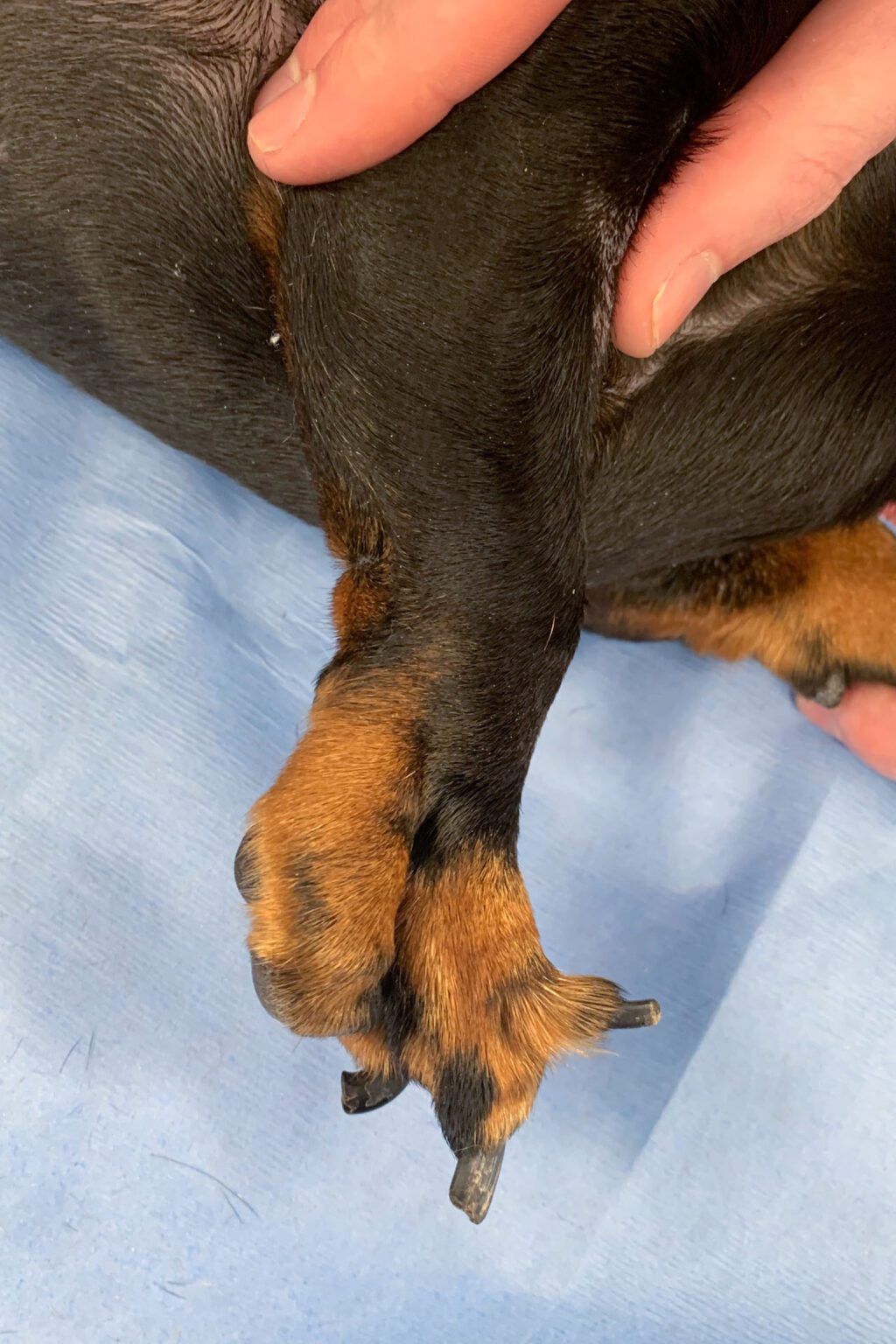 Pichu's split paw (ectrodactyly) - Fitzpatrick Referrals